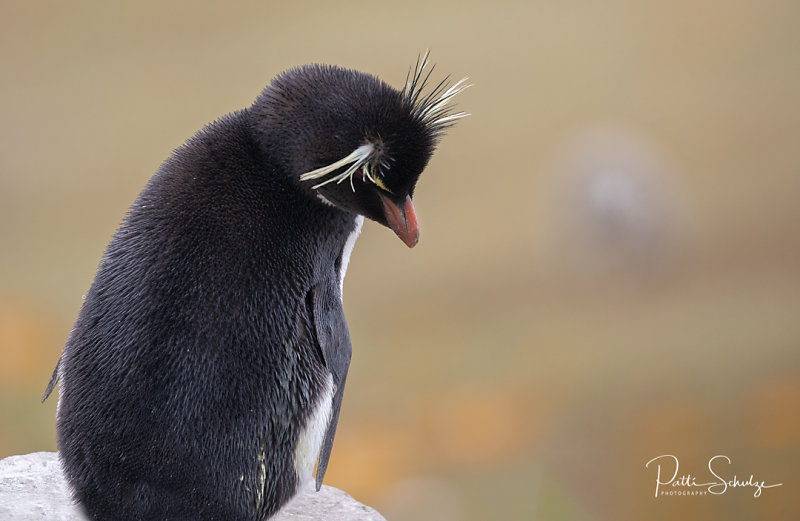 Rockhopper II - Patti Schulze Photography
