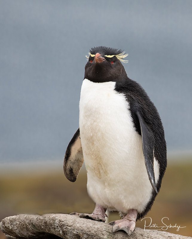 Rockhopper IV - Patti Schulze Photography